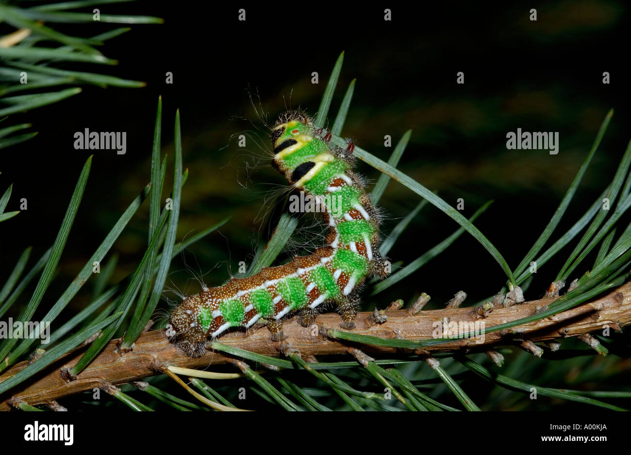Spanish Moon Moth Caterpillar