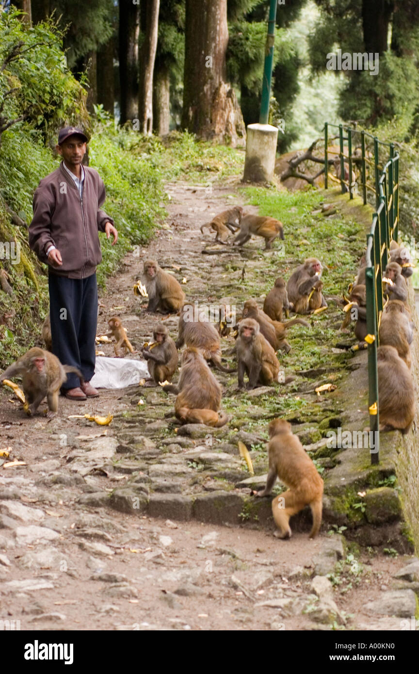 Monkeys roof india hi-res stock photography and images - Alamy