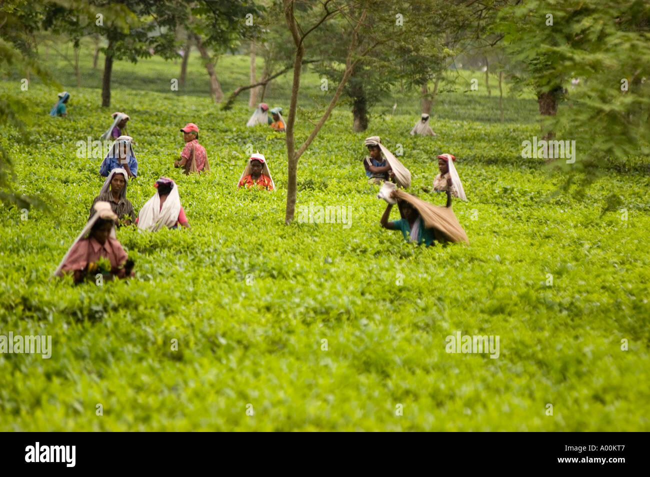 Female workers picking tea leaves in a lush tea estate in Darjeeling ...