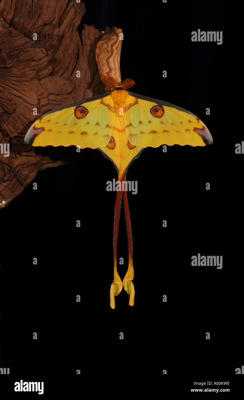 Madagascan Moon or Comet Moth Argema mittrei captive Stock Photo - Alamy