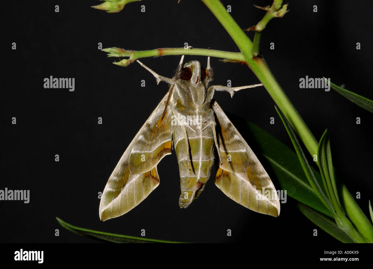 Oleander Hawkmoth Daphnis nerii view of underside resting on Oleander ...