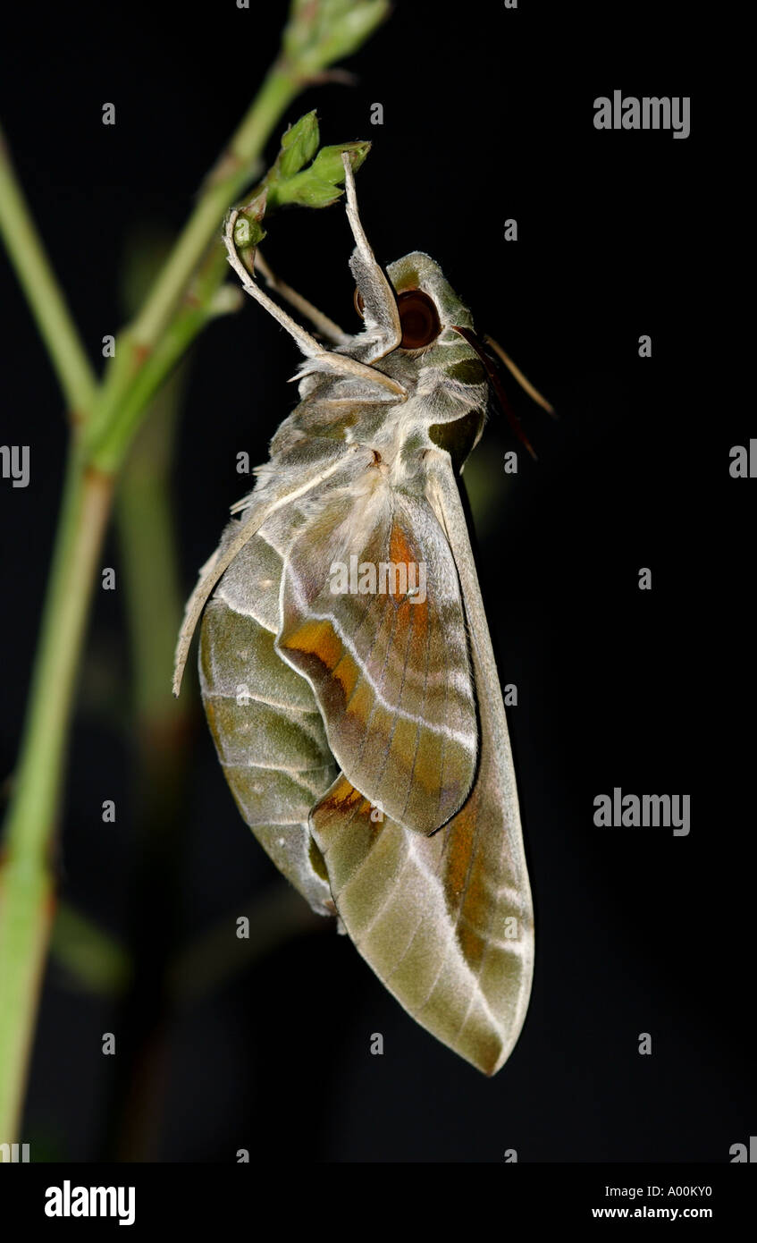 Moth after hatching hi-res stock photography and images - Alamy