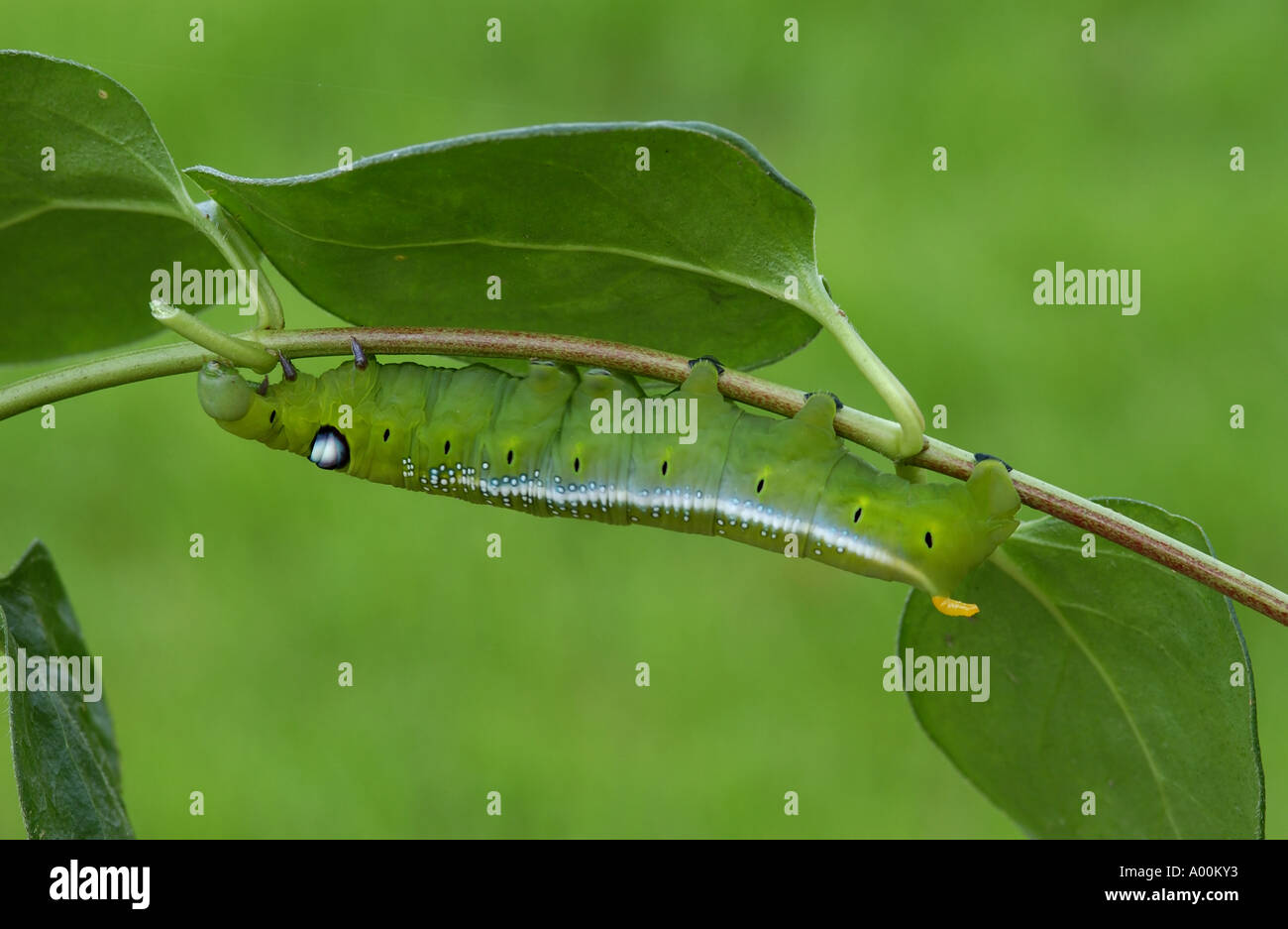 Periwinkle feeding hi-res stock photography and images - Alamy