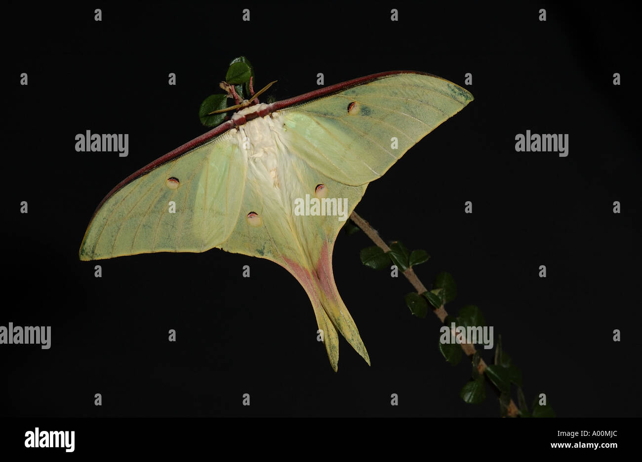 Indian Moon Moth Actias selene captive Stock Photo - Alamy