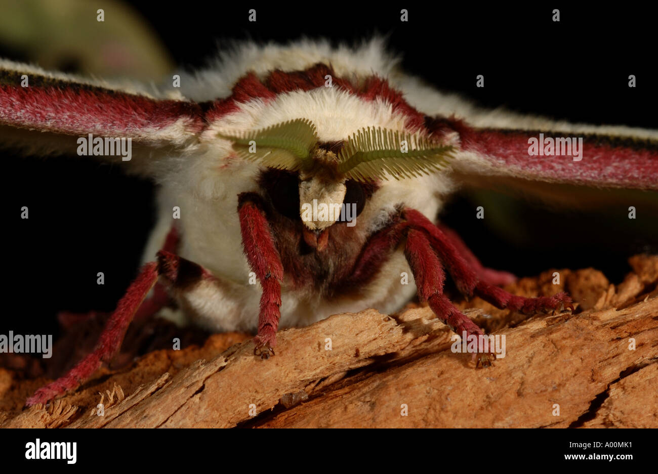 Indian moon moth hi-res stock photography and images - Alamy