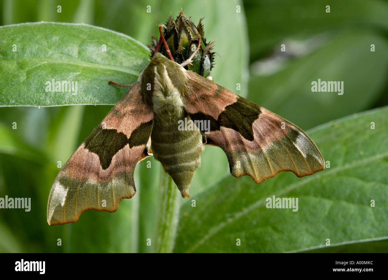 Lime hawk moth uk hi-res stock photography and images - Alamy