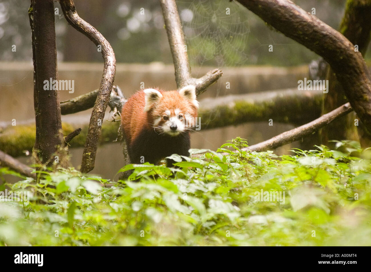 Red Panda Panda Airurus Fulgens looking at camera Darjeeling ZOO garden ...