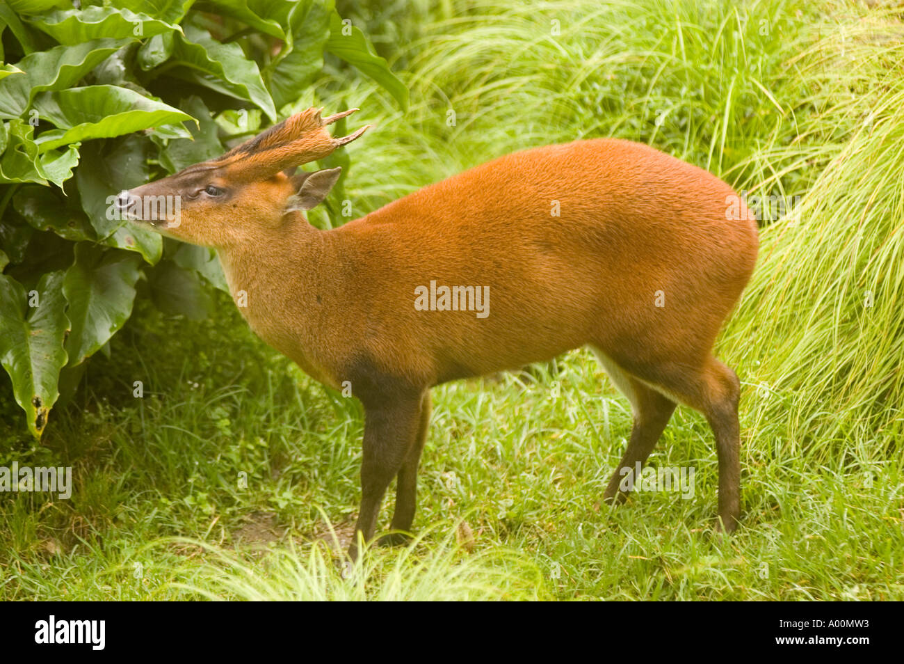 Indian muntlac Barking Deer MUNTIACUS MUNTJAK in green grass background ...