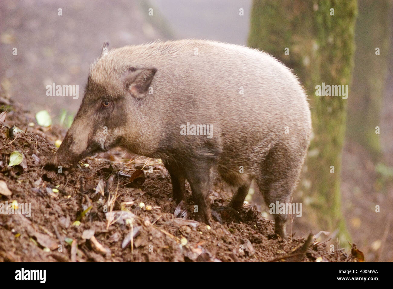 Close up shoot of captive Indian Wild Boar or Wild Pig Sus scrofa ...