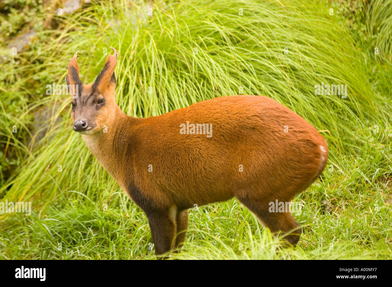 Indian muntlac, Barking Deer MUNTIACUS MUNTJAK in green grass ...
