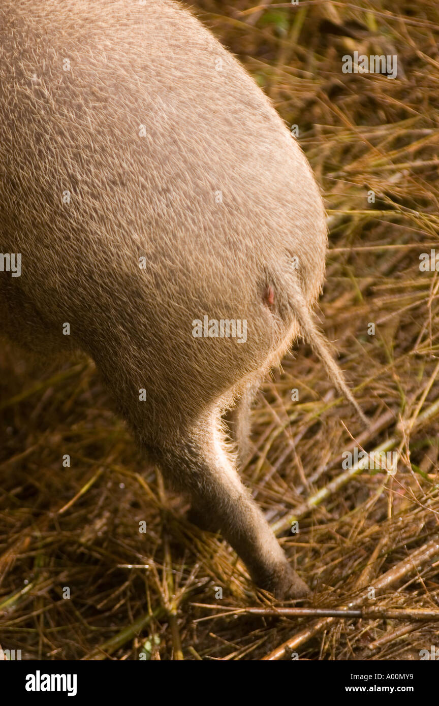 Close up shoot of back and tail captive Indian Wild Boar or Wild Pig ...