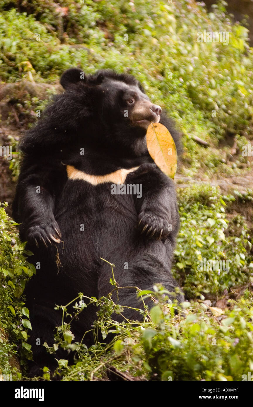 Himalayan or Asiatic Black Bear Selenarctos thibetanus in Darjeeling ...