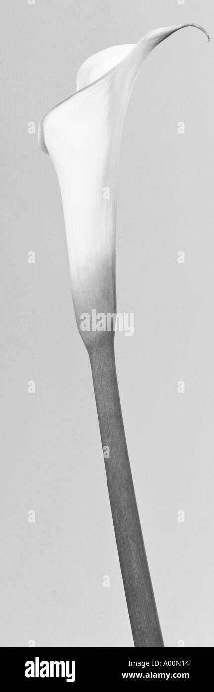 Single stem Calla Lily Stock Photo - Alamy