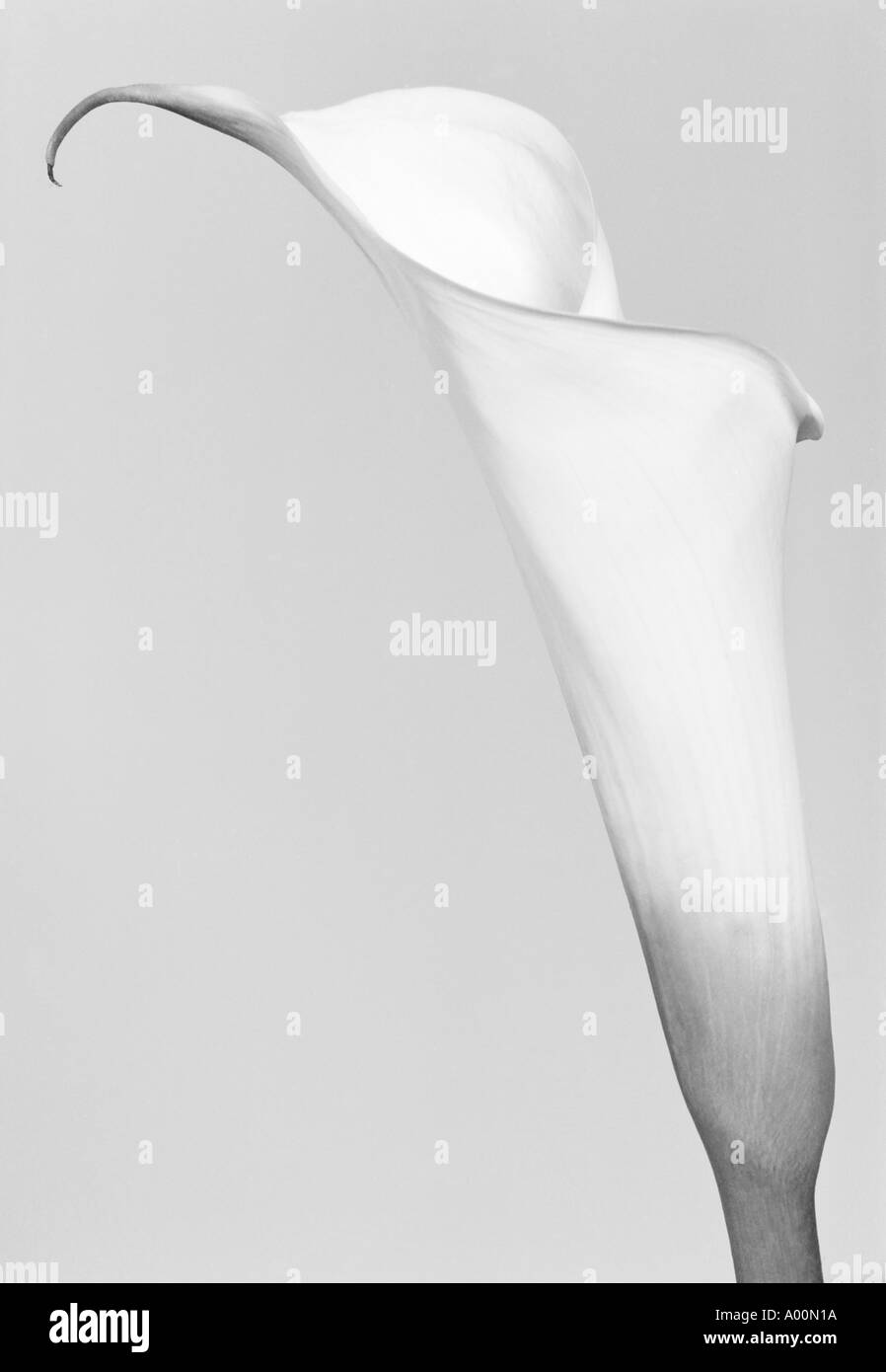 Single Calla Lily flowerhead Stock Photo - Alamy