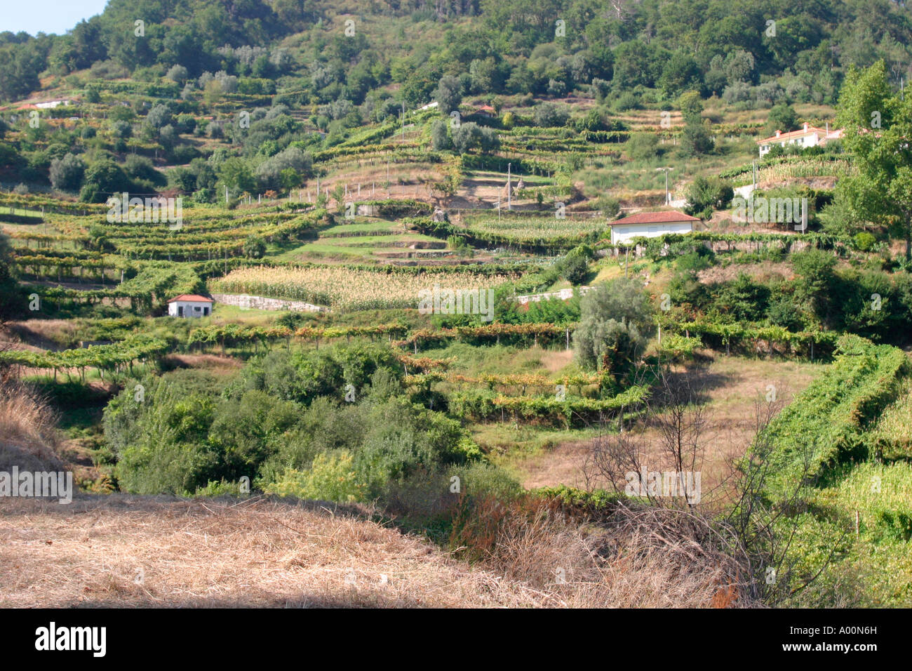 Rural countryside of Alto Minho, Portugal Stock Photo - Alamy