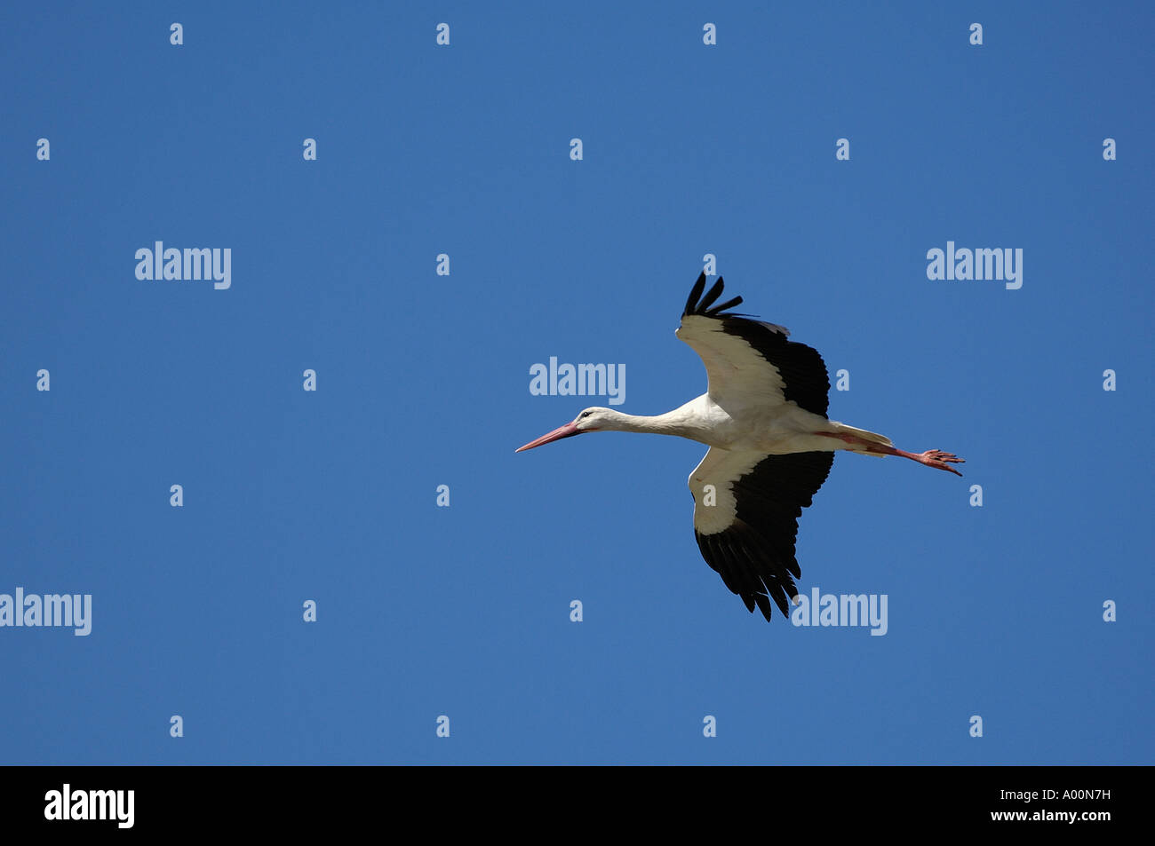White stork in flight view from below hi-res stock photography and ...