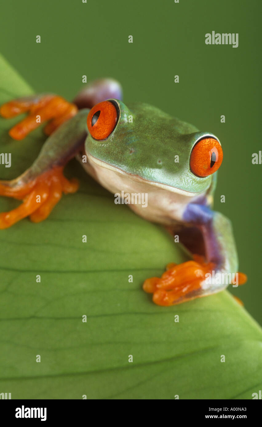 Red eyed tree frog cute humour fun hi-res stock photography and images ...