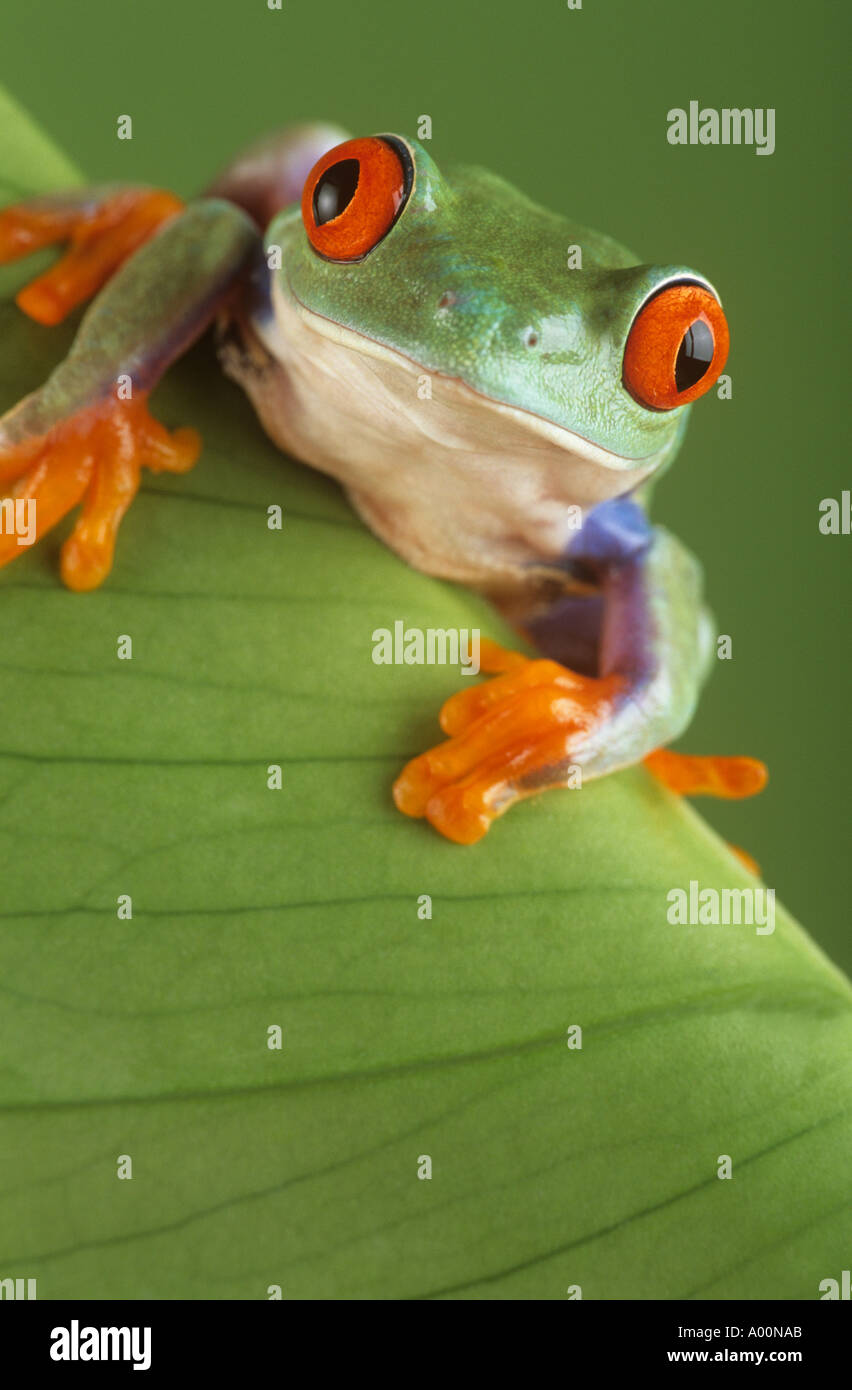 Red eyed tree frog Stock Photo - Alamy