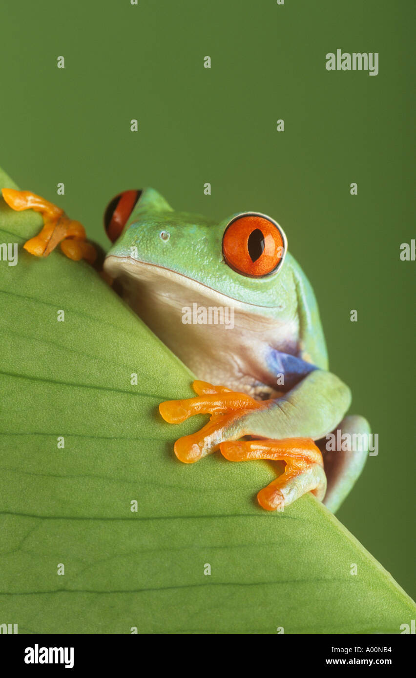 Alone frog hi-res stock photography and images - Alamy