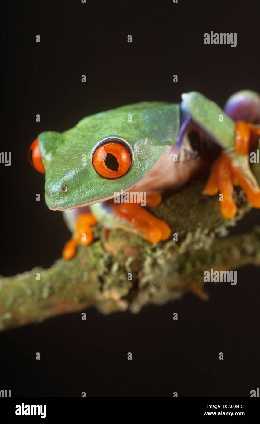 Red eyed tree frog cute humour fun hi-res stock photography and images ...
