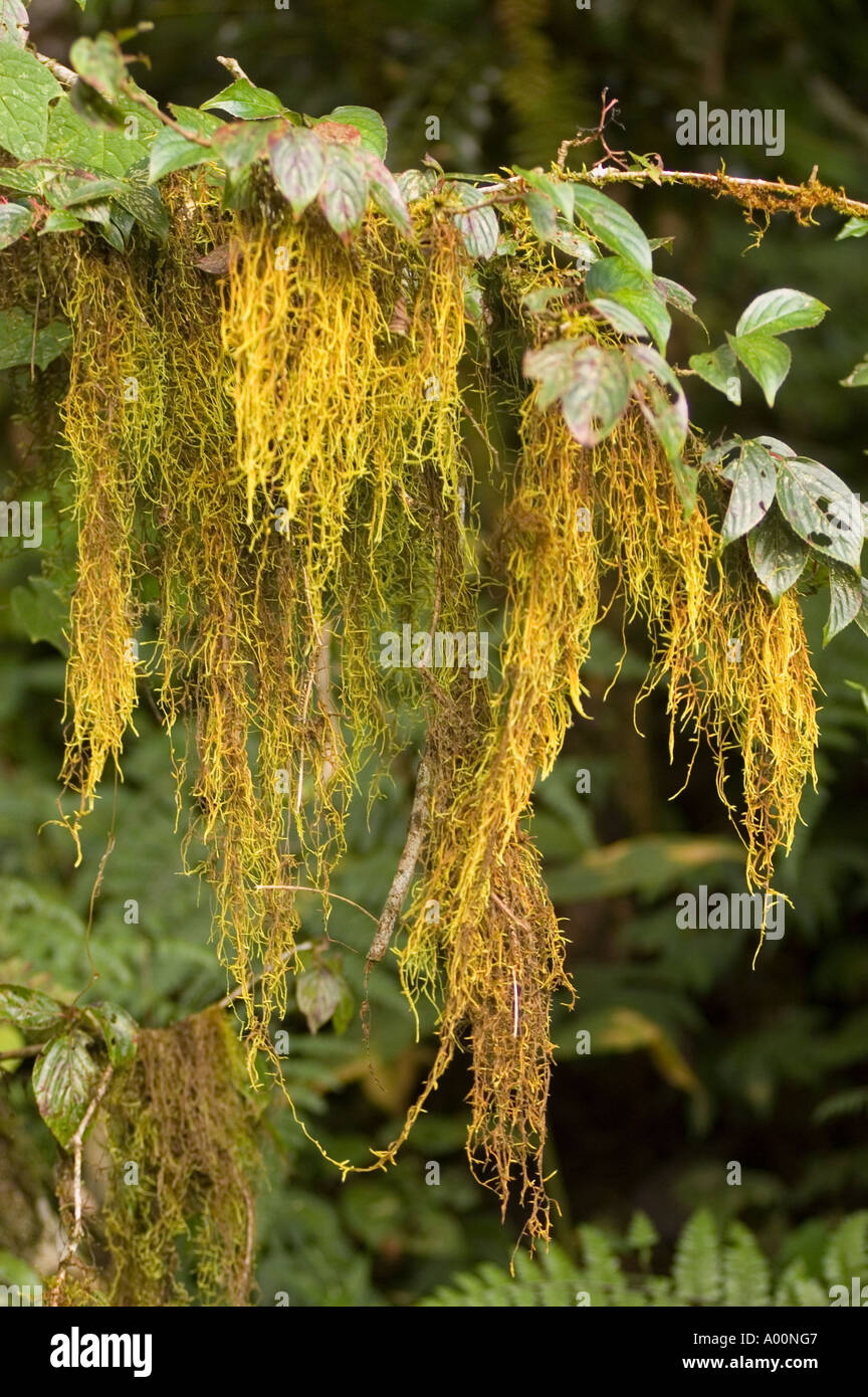 Tropical epiphyte plants hanging hi-res stock photography and images ...