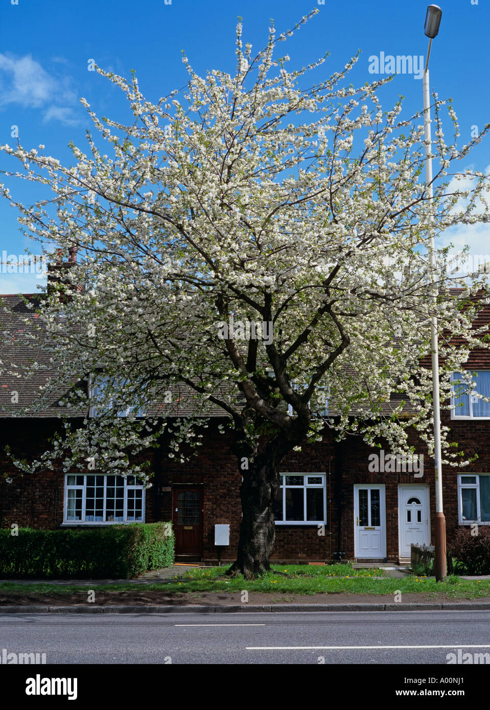 Cherry reduction hi-res stock photography and images - Alamy