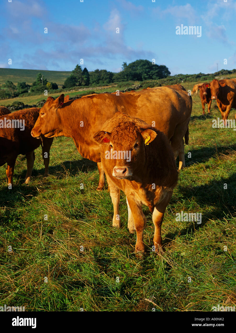 South Devon Red Calf amongst herd of rare breed cattle, Dartmoor ...