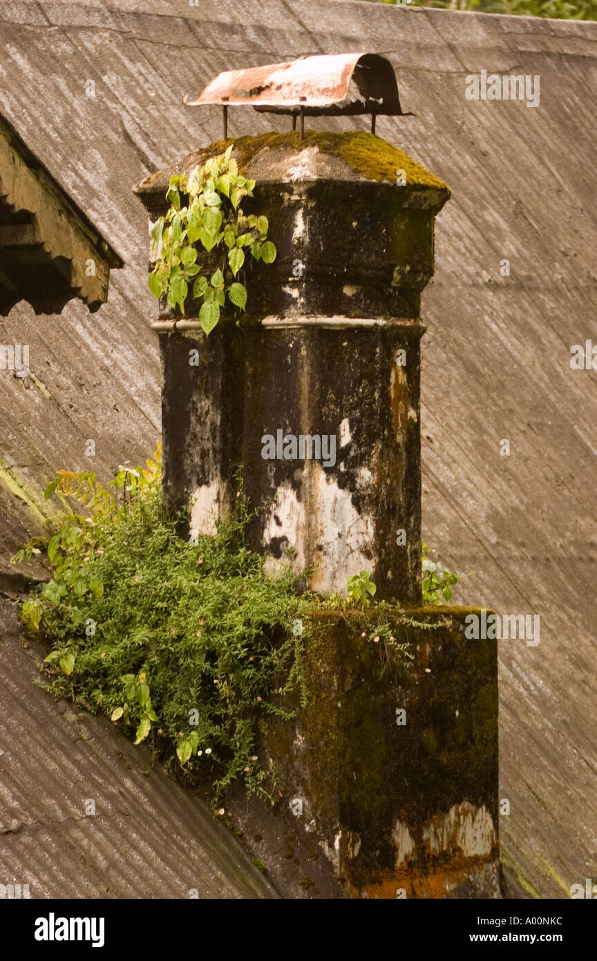 Old chimney with moss and green lichen on heritage British era house ...