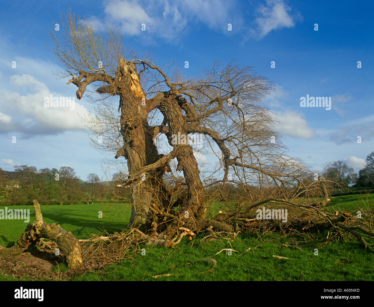 Dying Native Black Poplar (Populus nigra) Denbighshire, North Wales, UK ...