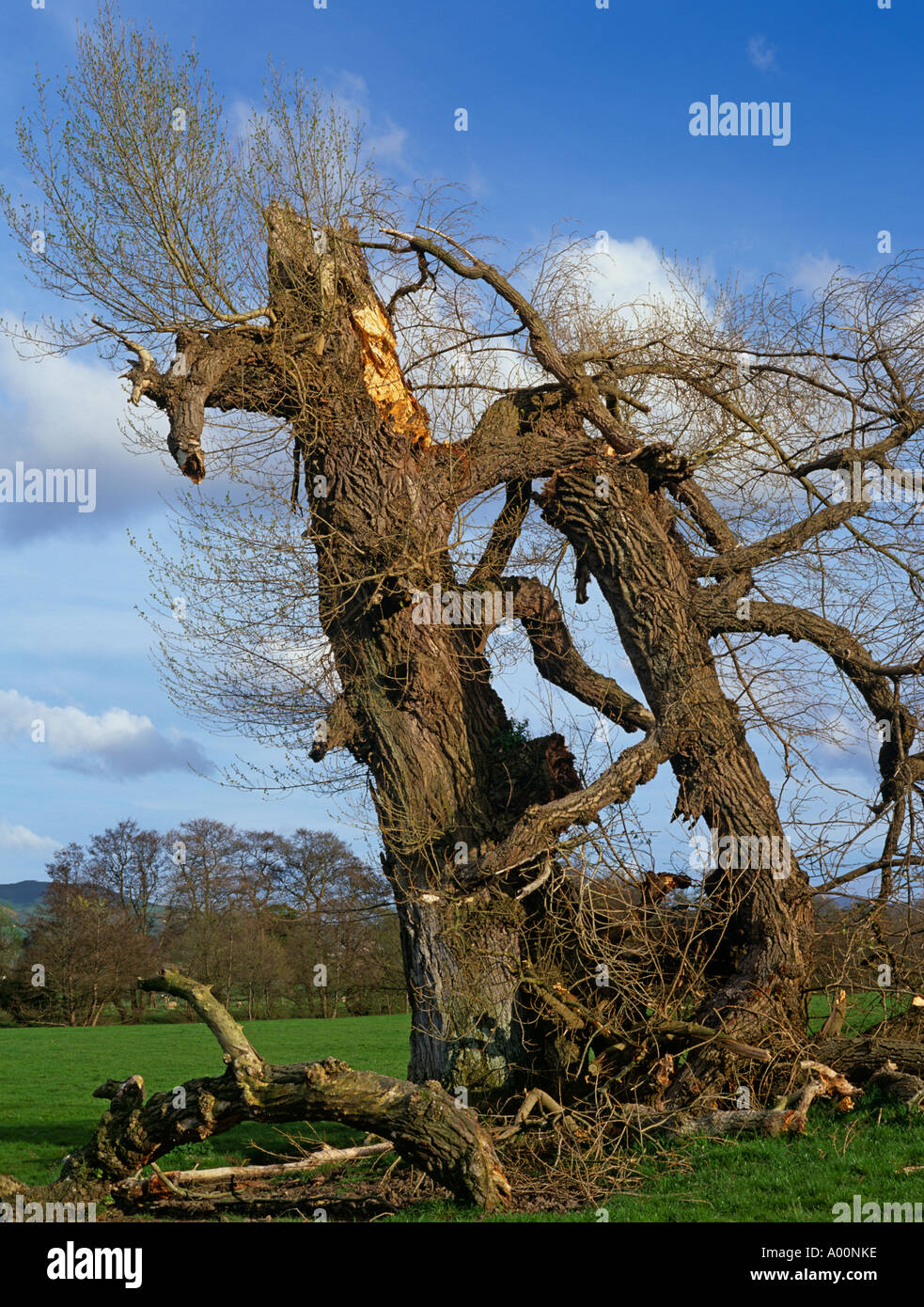 Dying Native Black Poplar (Populus nigra) Denbighshire, North Wales, UK ...
