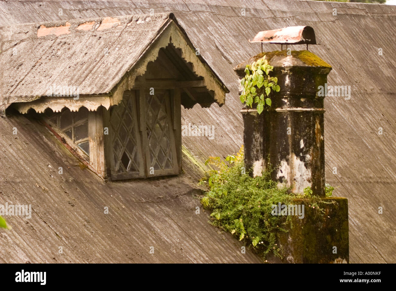 Old chimney with moss and green lichen on heritage British era house ...