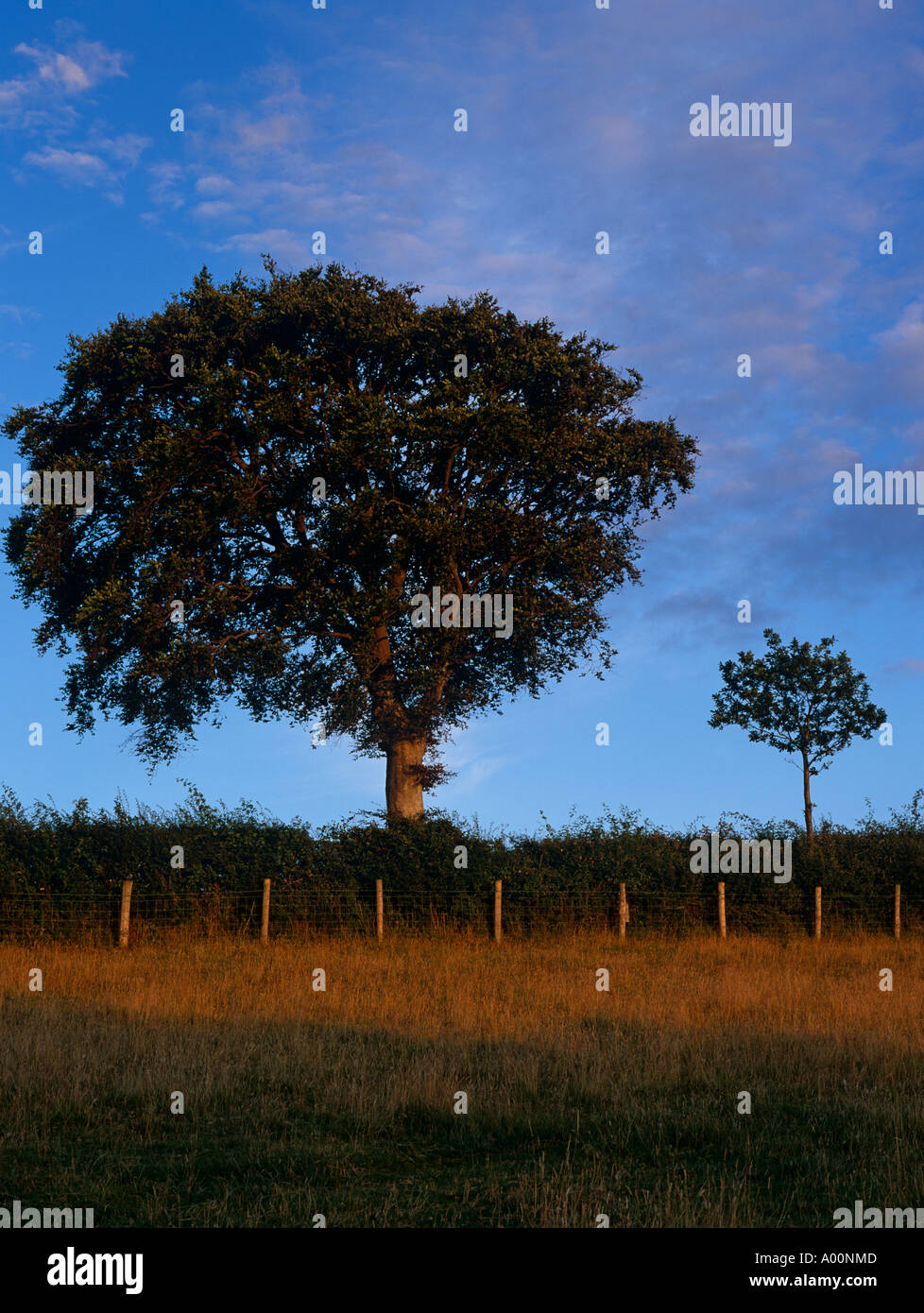 Rowan hedge uk hi-res stock photography and images - Alamy