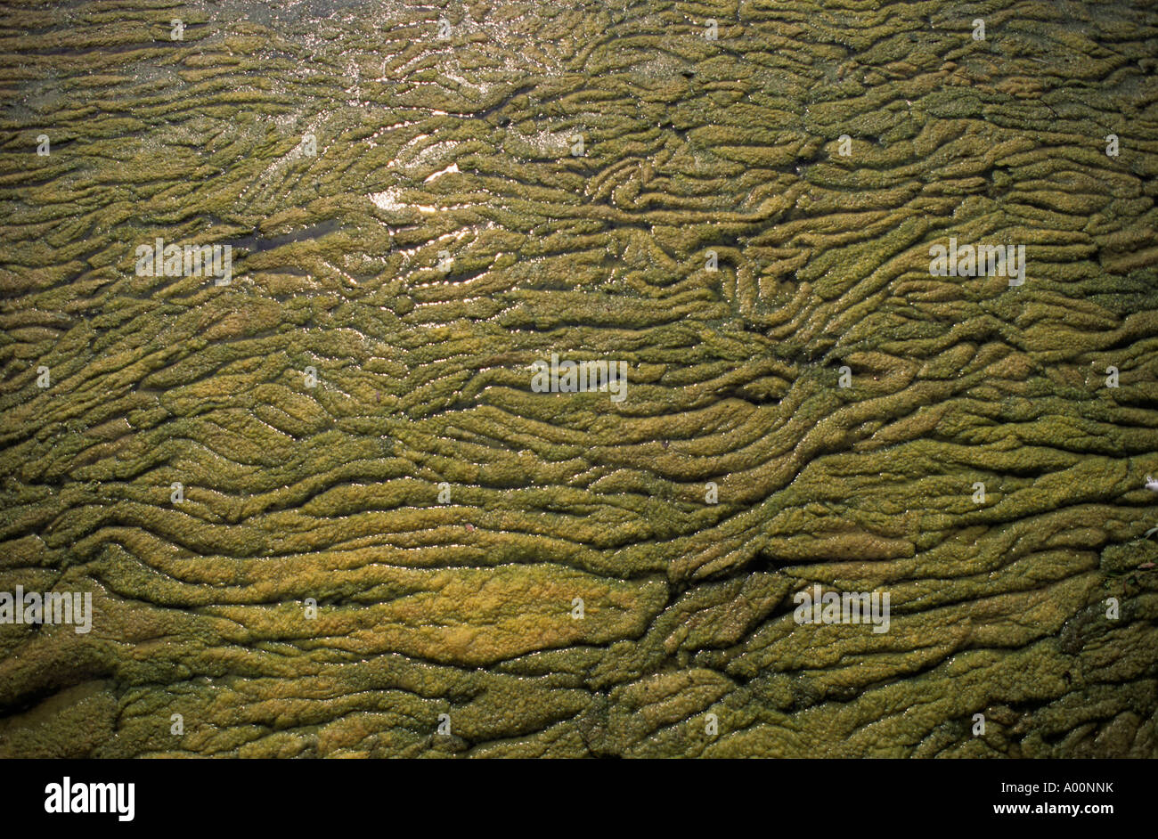 Green algal slime floating on pond Bosherton Wales UK Stock Photo - Alamy
