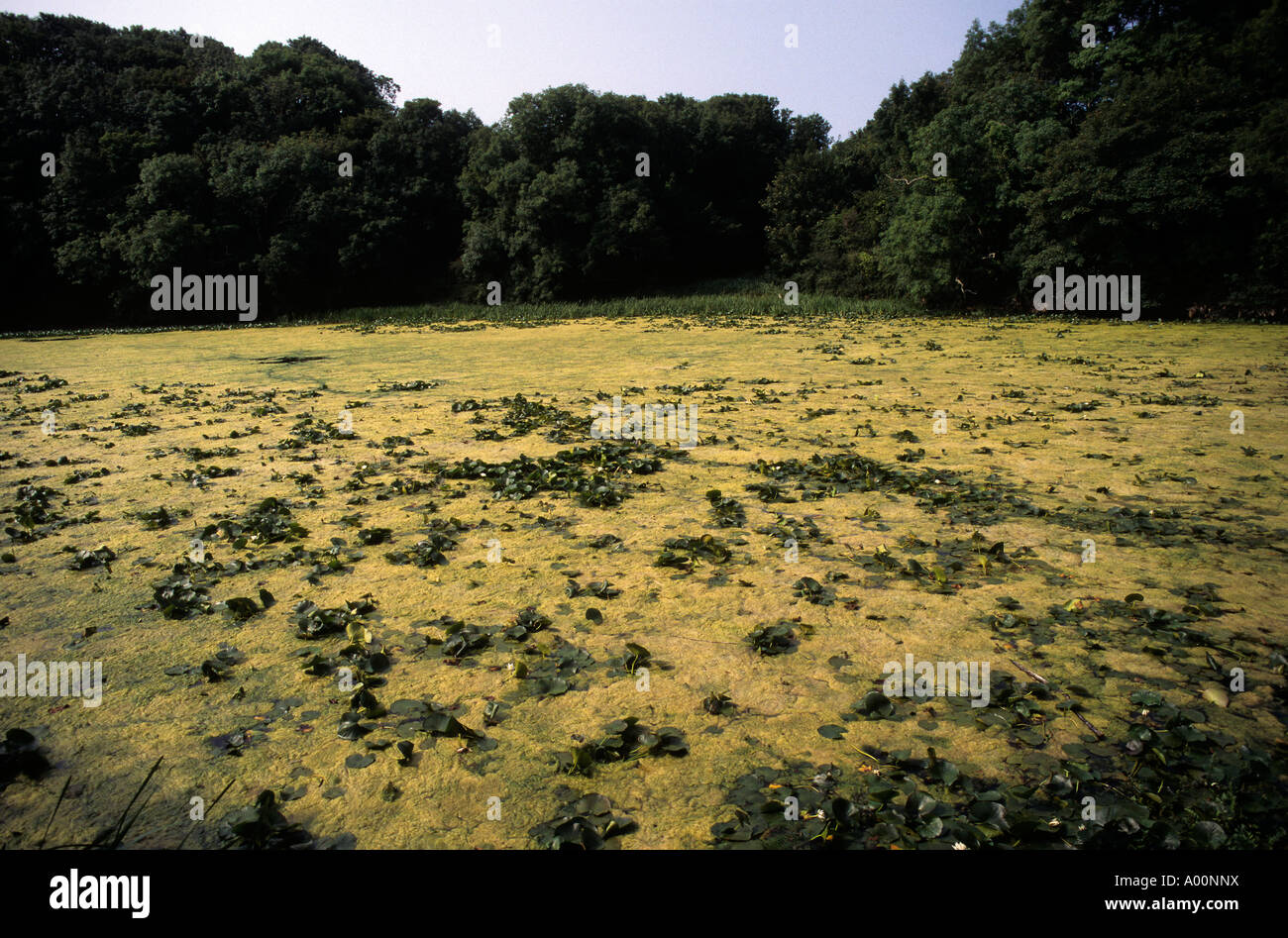Slime lilly hi-res stock photography and images - Alamy