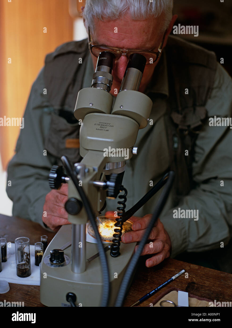 Scientist identifying insects hi-res stock photography and images - Alamy