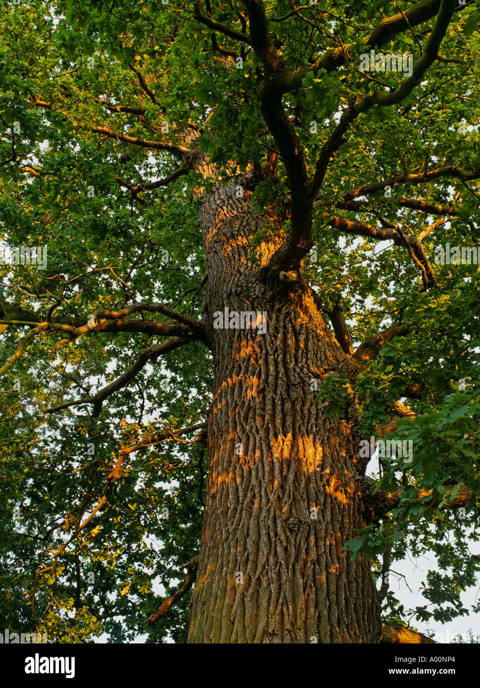Epping forest oak hi-res stock photography and images - Alamy