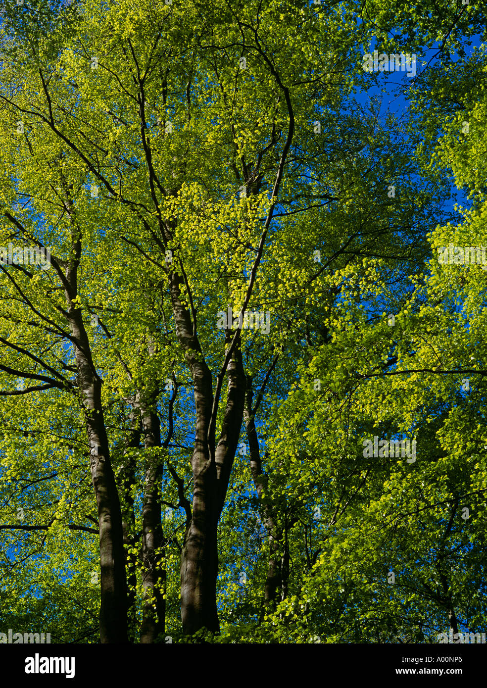 Beech leaf canopy ,Epping Forest ,ancient semi-natural woodland ,spring ...