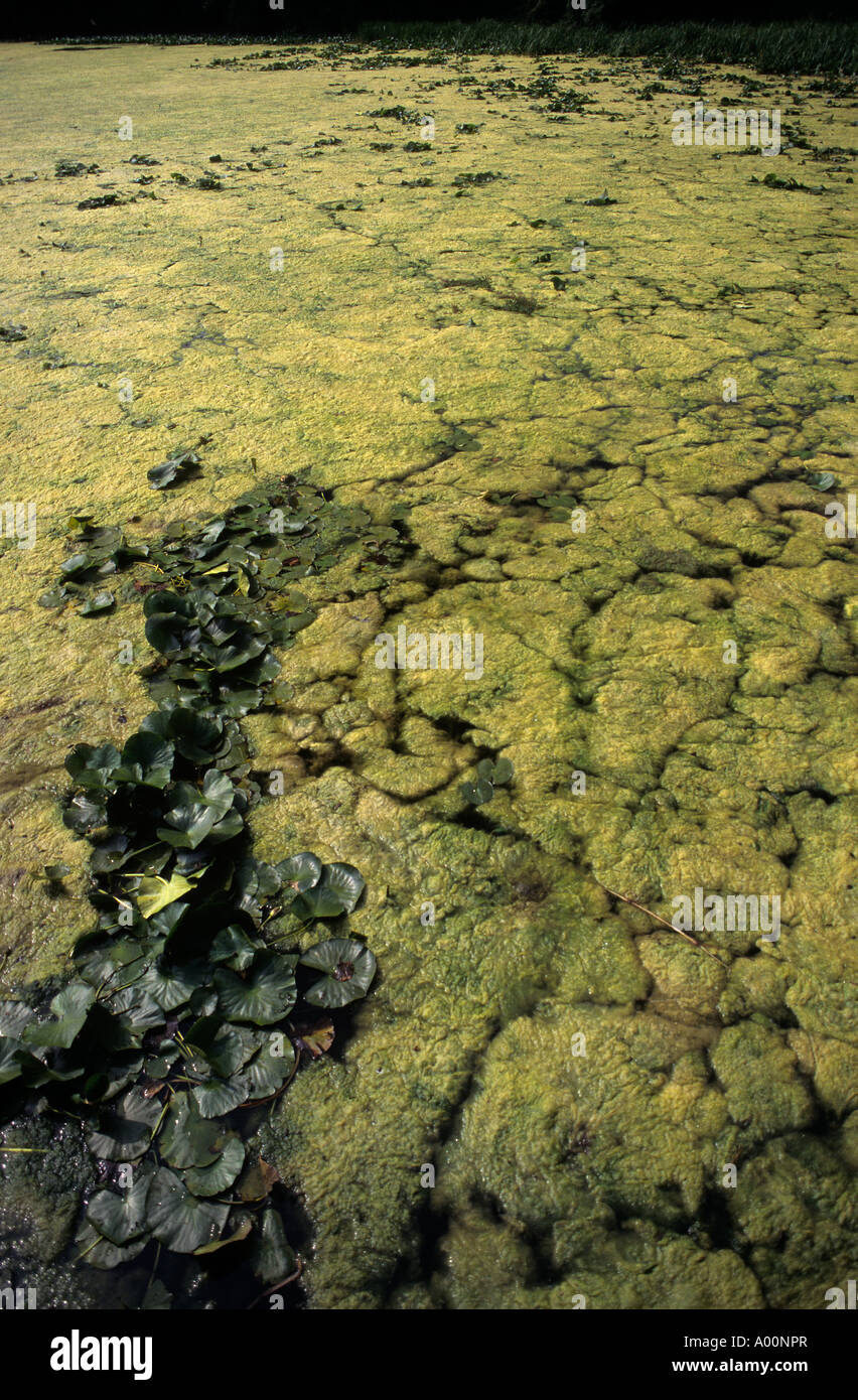 Slime lilly hi-res stock photography and images - Alamy