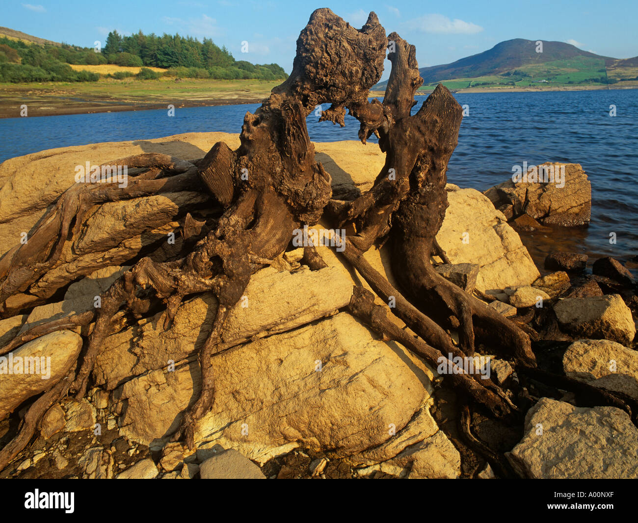Exposed trees in dry reservoir, Llyn Celyn, North Wales, UK Stock Photo ...