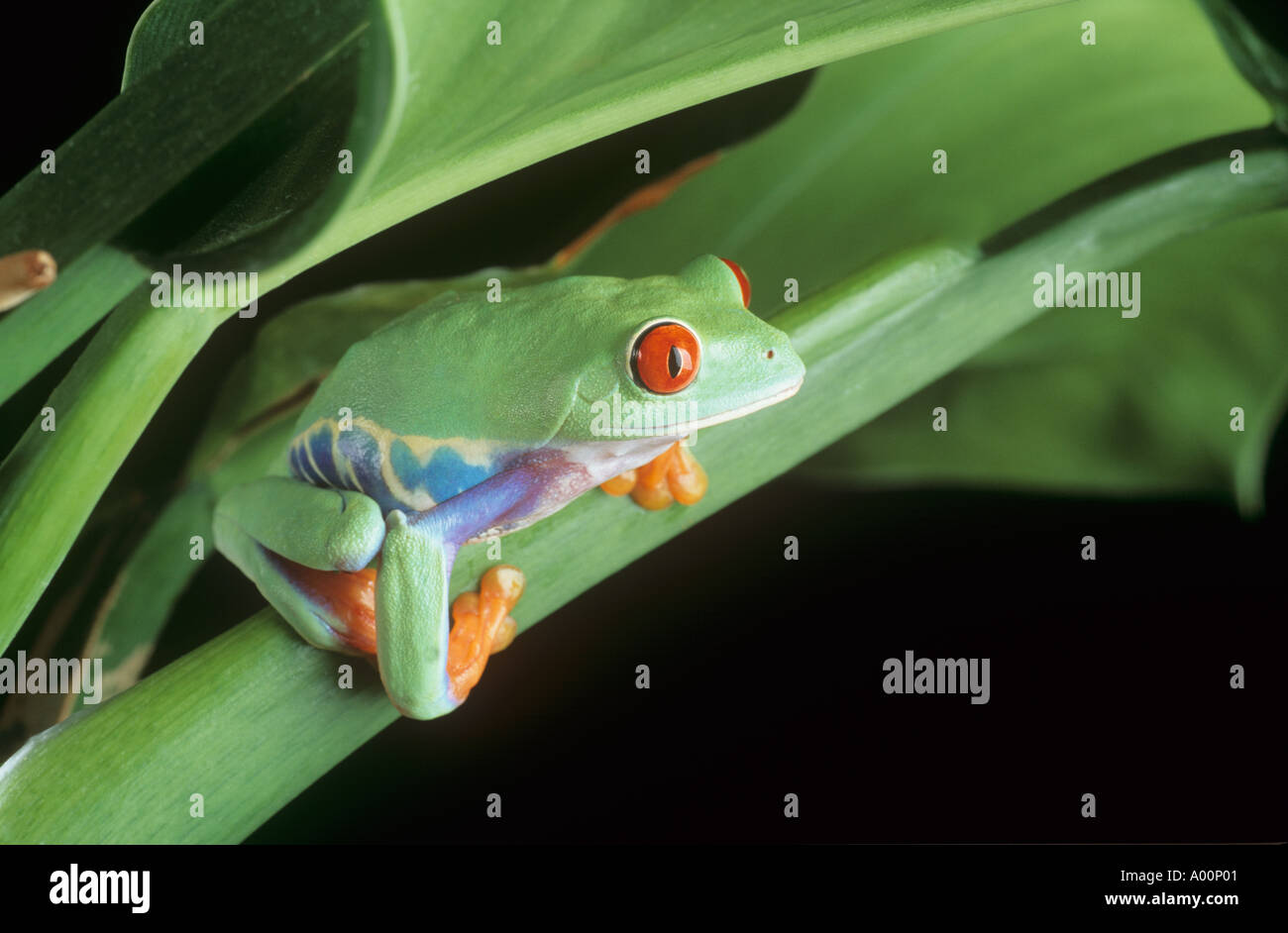 Red eyed tree frog Stock Photo - Alamy