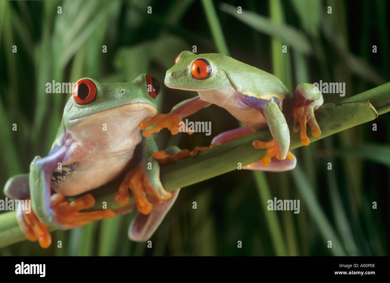 Red eyed tree frog cute humour fun hi-res stock photography and images ...