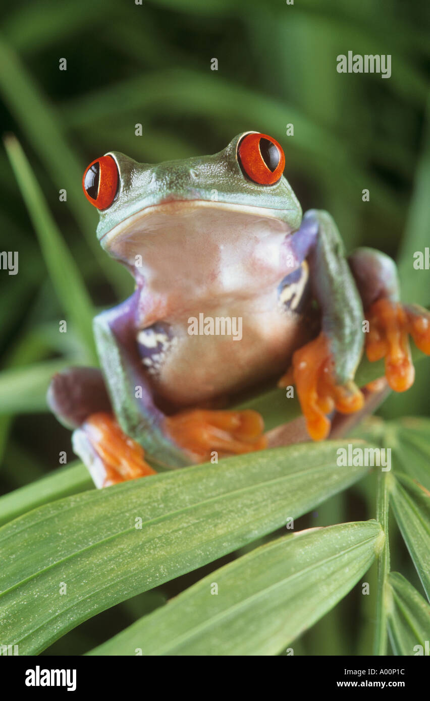 Red eyed tree frog Stock Photo - Alamy