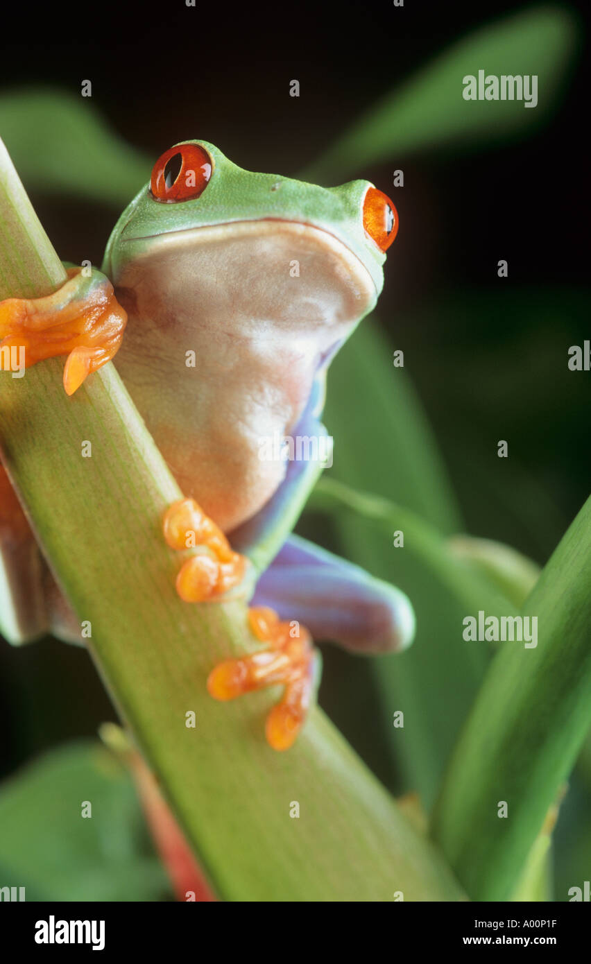 Red eyed tree frog cute humour fun hi-res stock photography and images ...