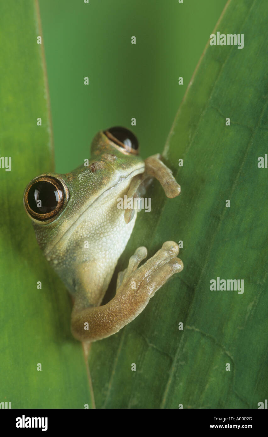 Tree frog resting in leaves Stock Photo - Alamy
