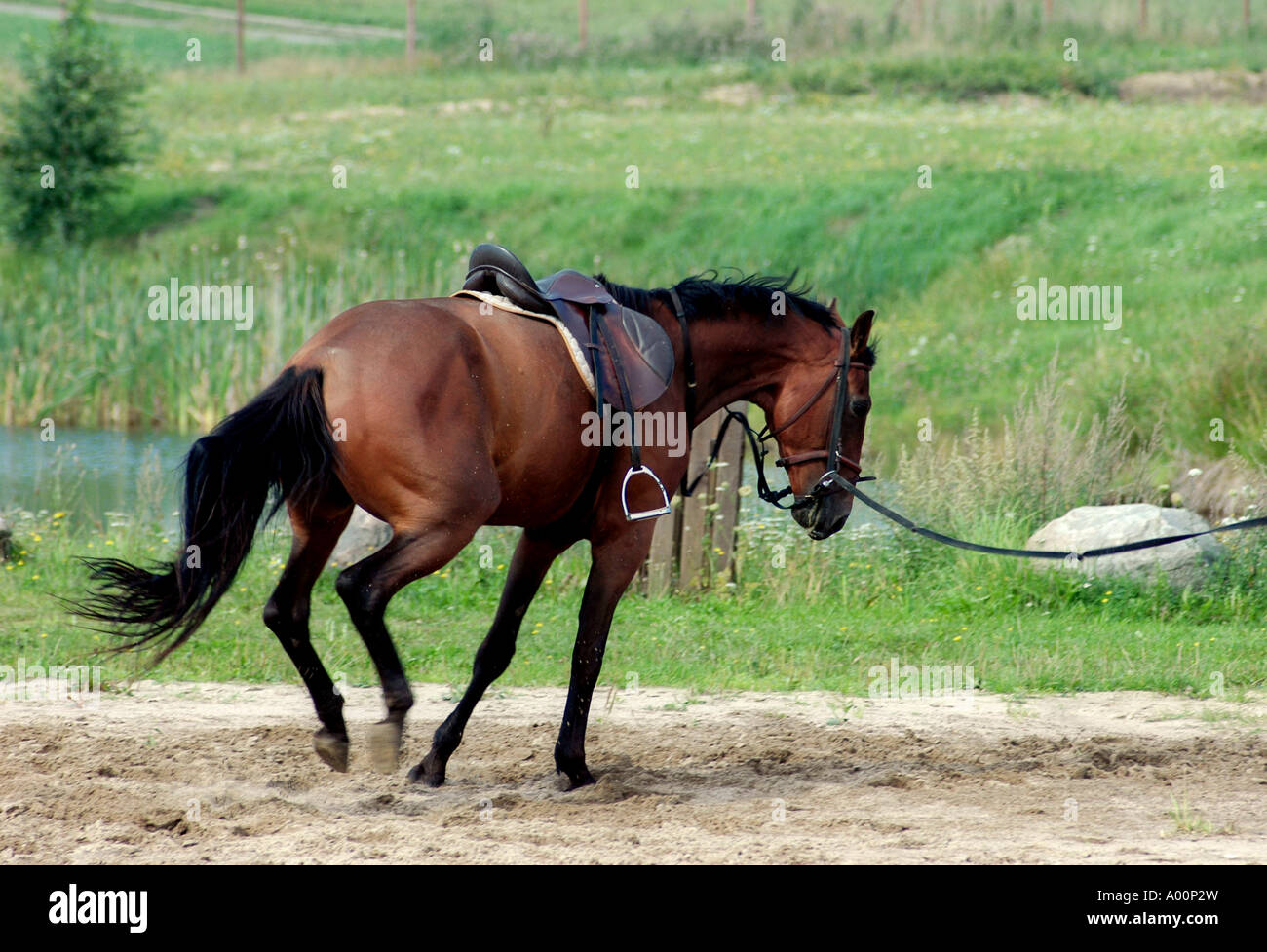 Angry horse hi-res stock photography and images - Alamy