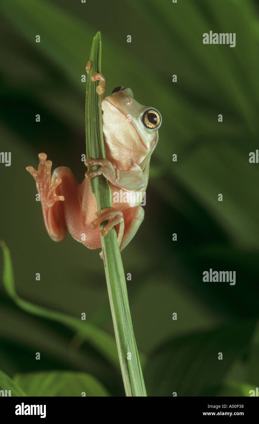 Animated tree frog hi-res stock photography and images - Alamy