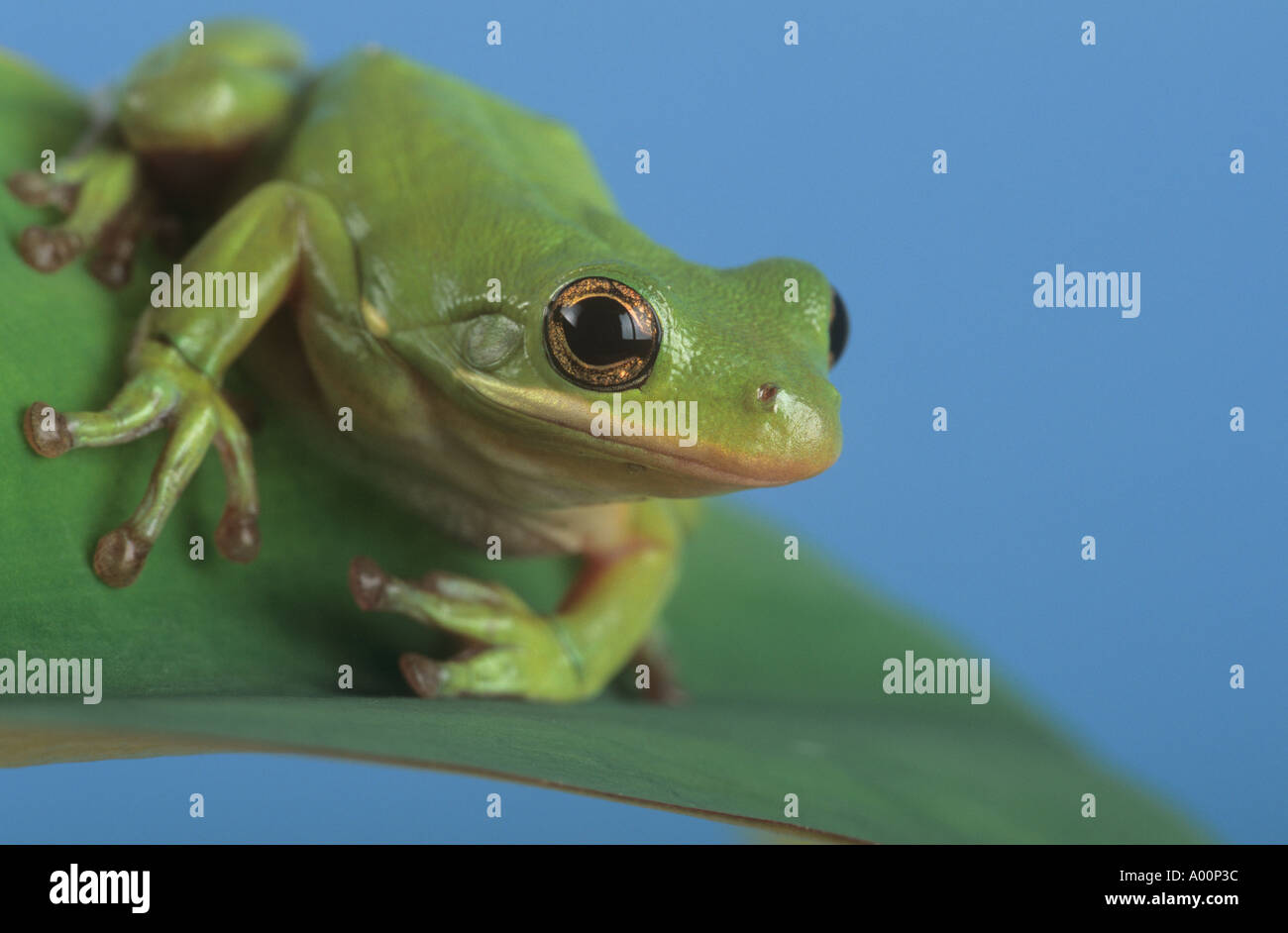 Animated Tree Frog High Resolution Stock Photography and Images - Alamy