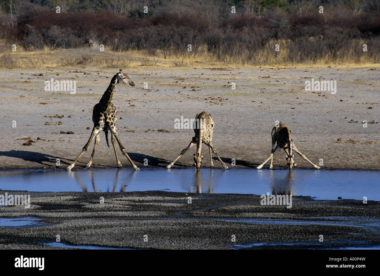 Giraffes Giraffa camelopardalis with splayed legs drinking from ...