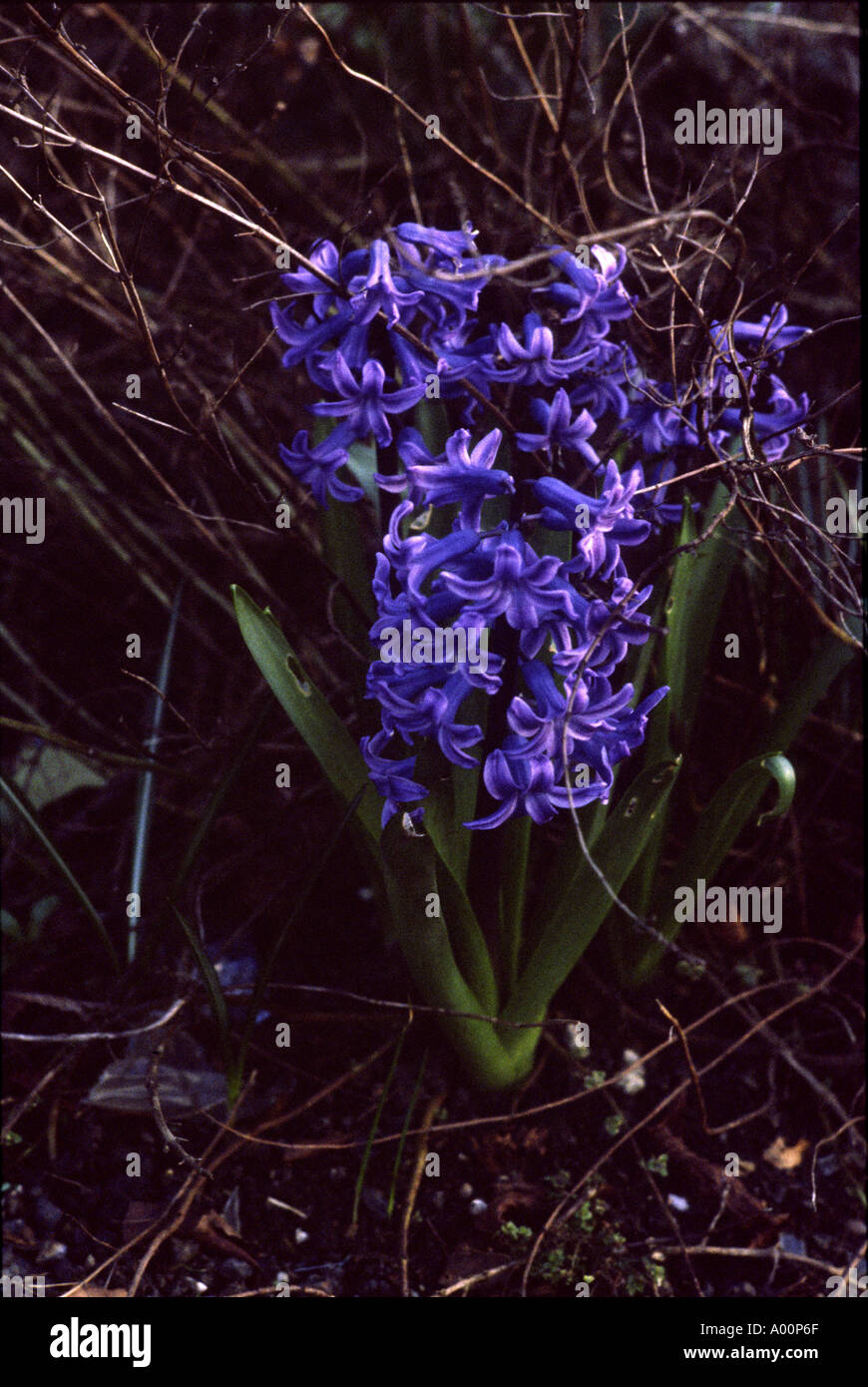 Single hyacinth hi-res stock photography and images - Alamy