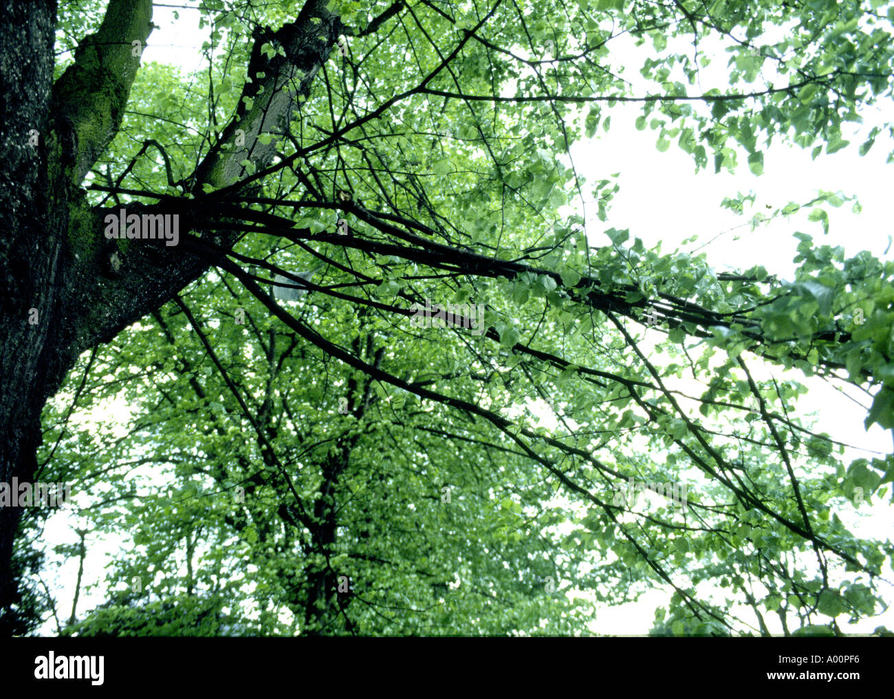 Tree from below in green Stock Photo - Alamy